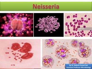 Neisseria Classification, Characteristics and Pathogens | PPT