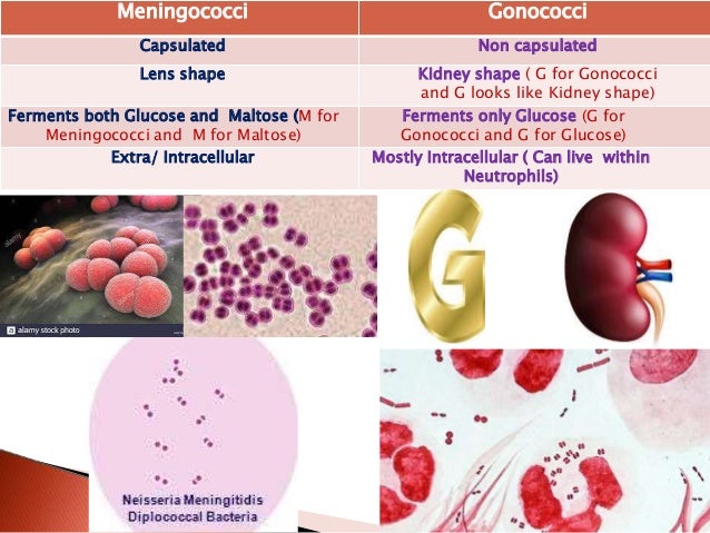 Neisseria by Dr. Rakesh Prasad Sah