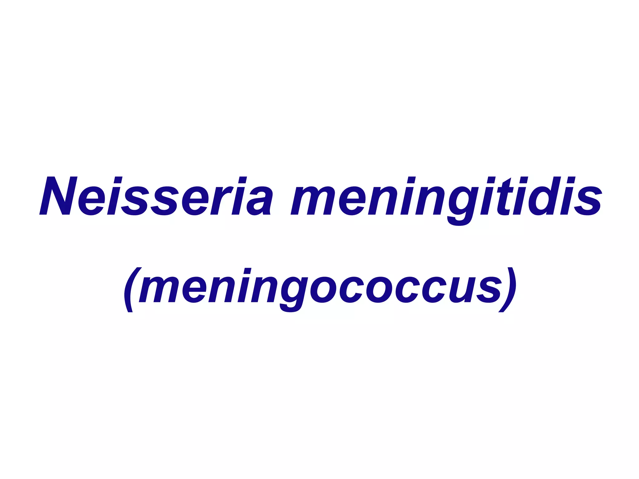 neisseria ppt.ppt