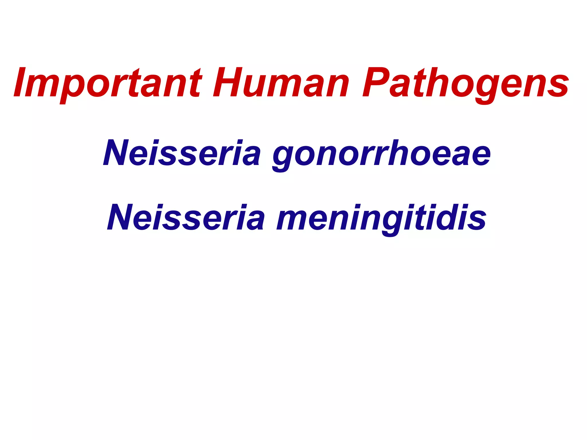 neisseria ppt.ppt