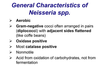 neisseria ppt.ppt