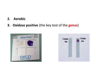 Neisseria - Prac. Microbiology | PPTX