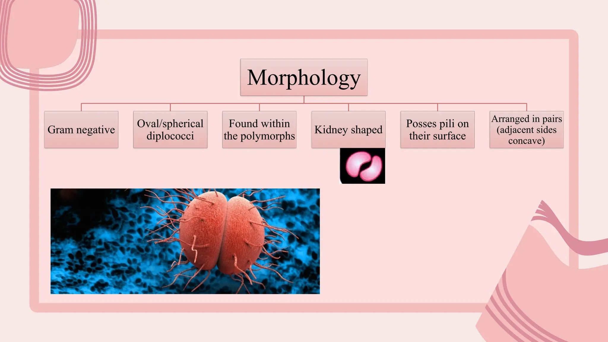 Neisseria Bacteria: Pathogenesis, Classification, and Clinical ...
