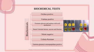 Neisseria Bacteria: Pathogenesis, Classification, and Clinical ...