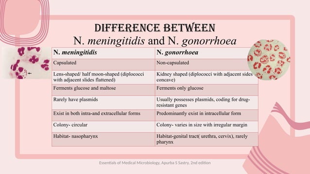 Neisseria Bacteria: Pathogenesis, Classification, and Clinical ...
