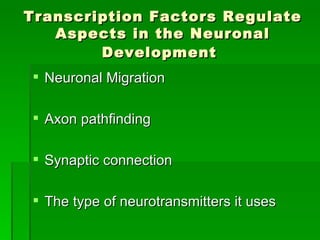 The role of the Transcription Factor Engrailed in Neuronal Identity | PPT | Genetics | Science