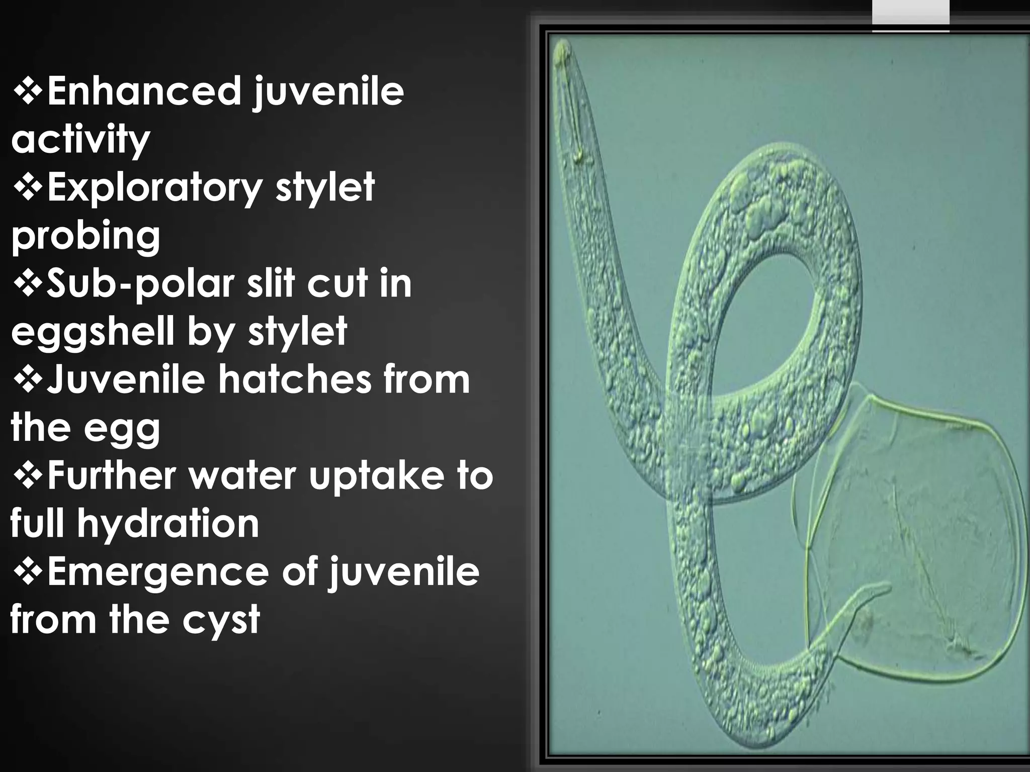 nematology-nematode biology,ecology | PPTX