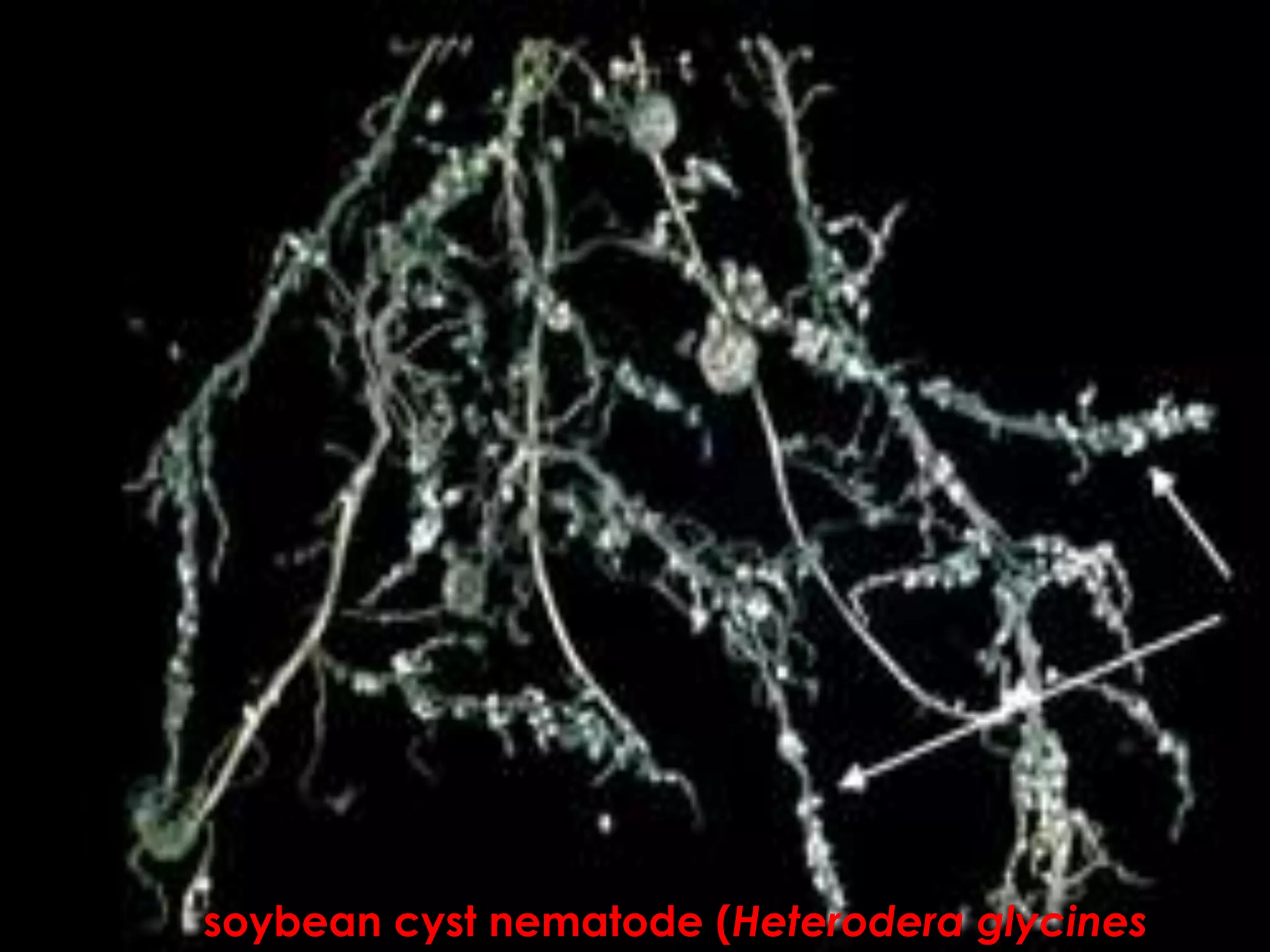 nematology-nematode biology,ecology | PPTX