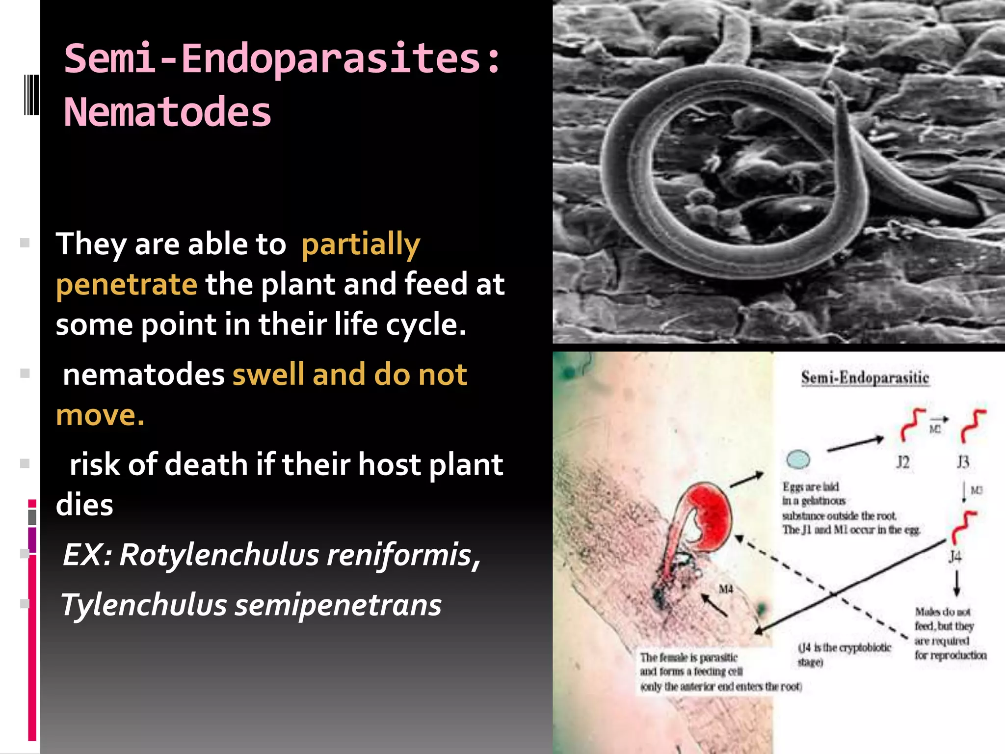 nematology-nematode biology,ecology | PPTX
