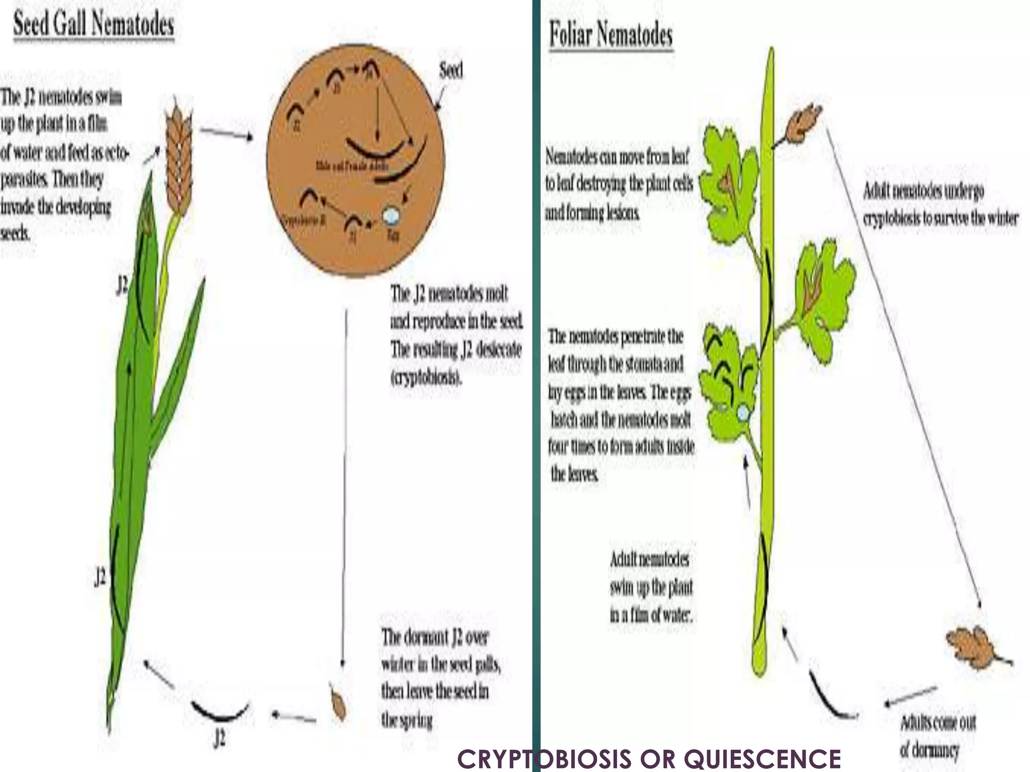 nematology-nematode biology,ecology | PPTX