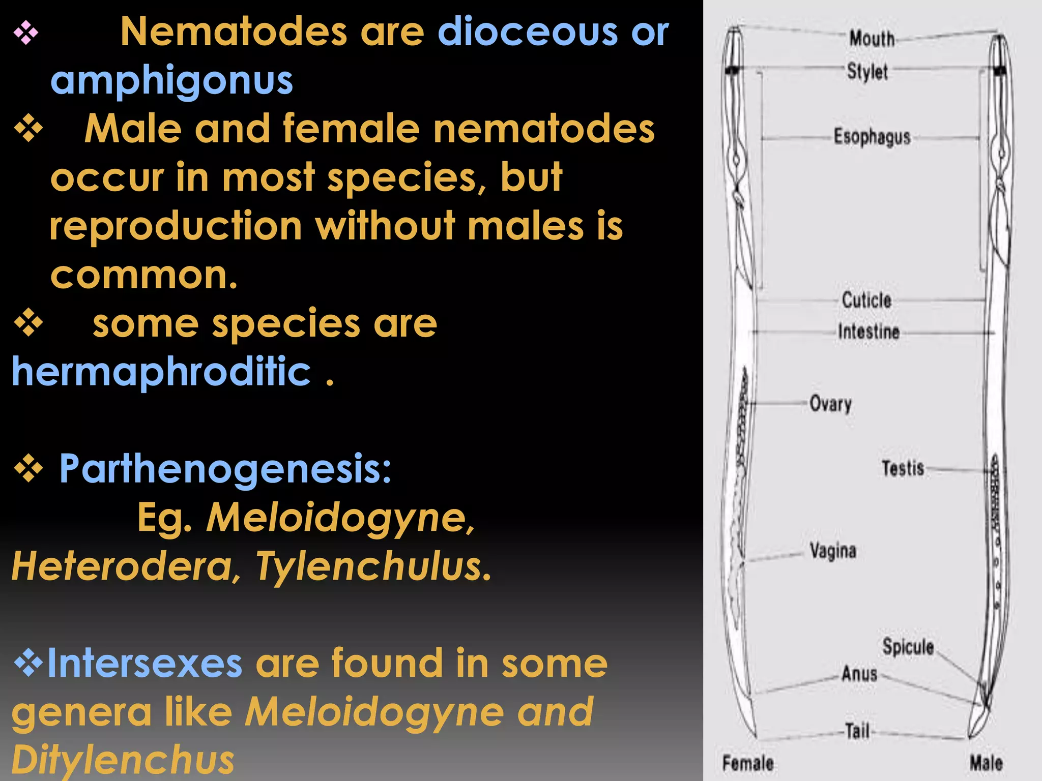nematology-nematode biology,ecology | PPTX