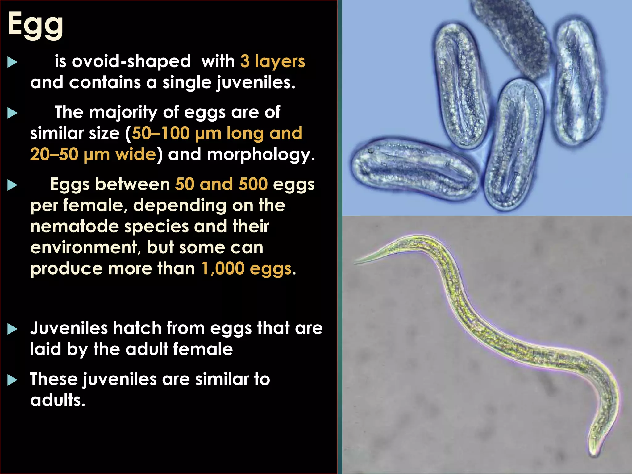 nematology-nematode biology,ecology | PPTX