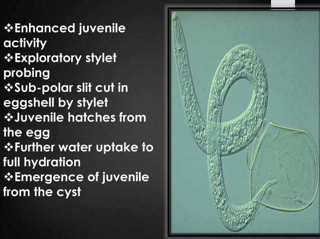 nematology-nematode biology,ecology | PPTX