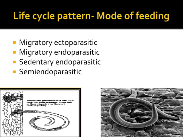 nematology-nematode biology,ecology | PPTX