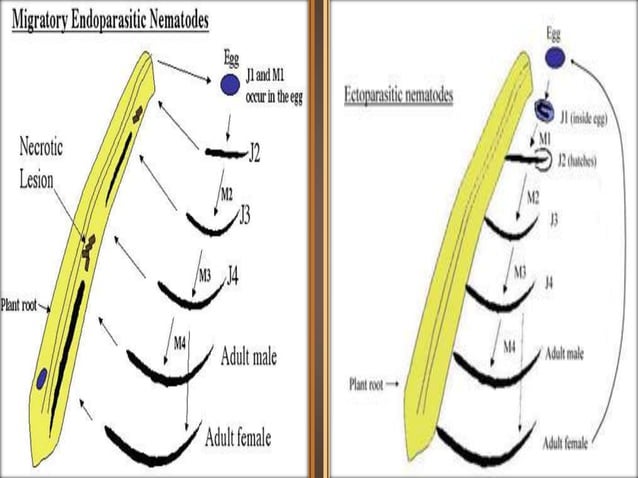 nematology-nematode biology,ecology | PPTX