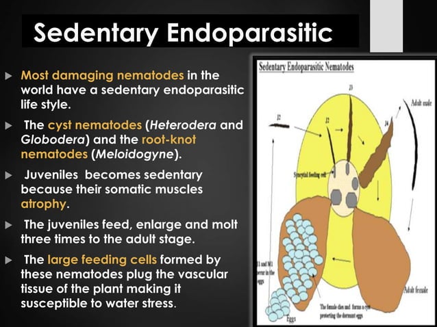 nematology-nematode biology,ecology | PPTX