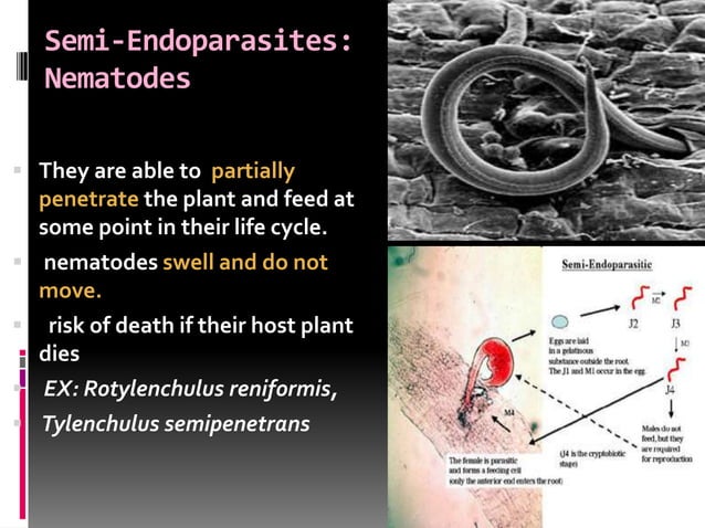 nematology-nematode biology,ecology | PPT
