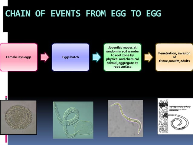 nematology-nematode biology,ecology | PPTX