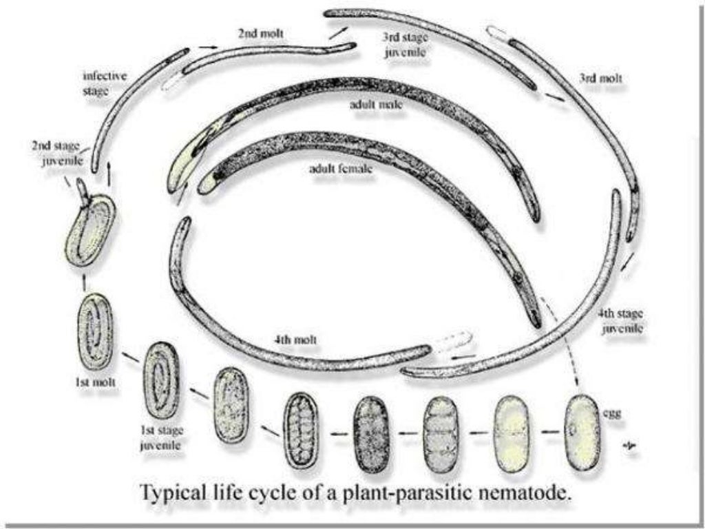 nematology-nematode biology,ecology