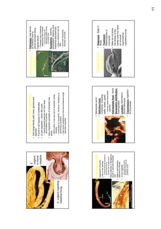 Nematodes | PDF