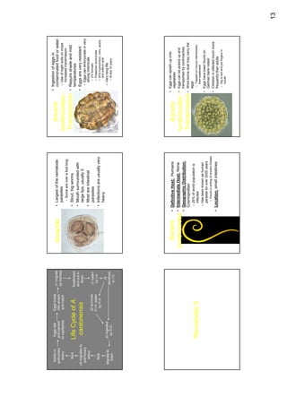 Nematodes | PDF