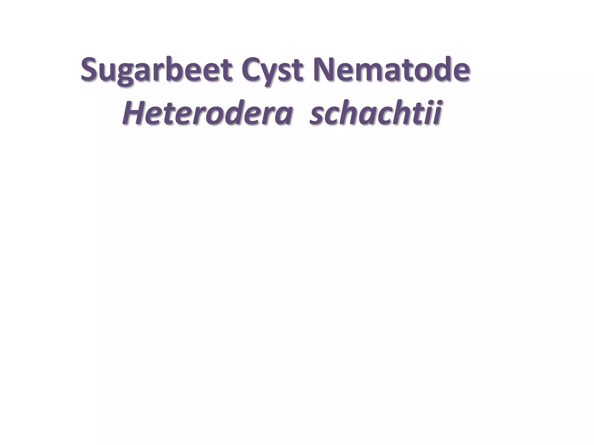 Sugarbeet Cyst Nematode Heterodera schachtii | PPTX | Agriculture ...