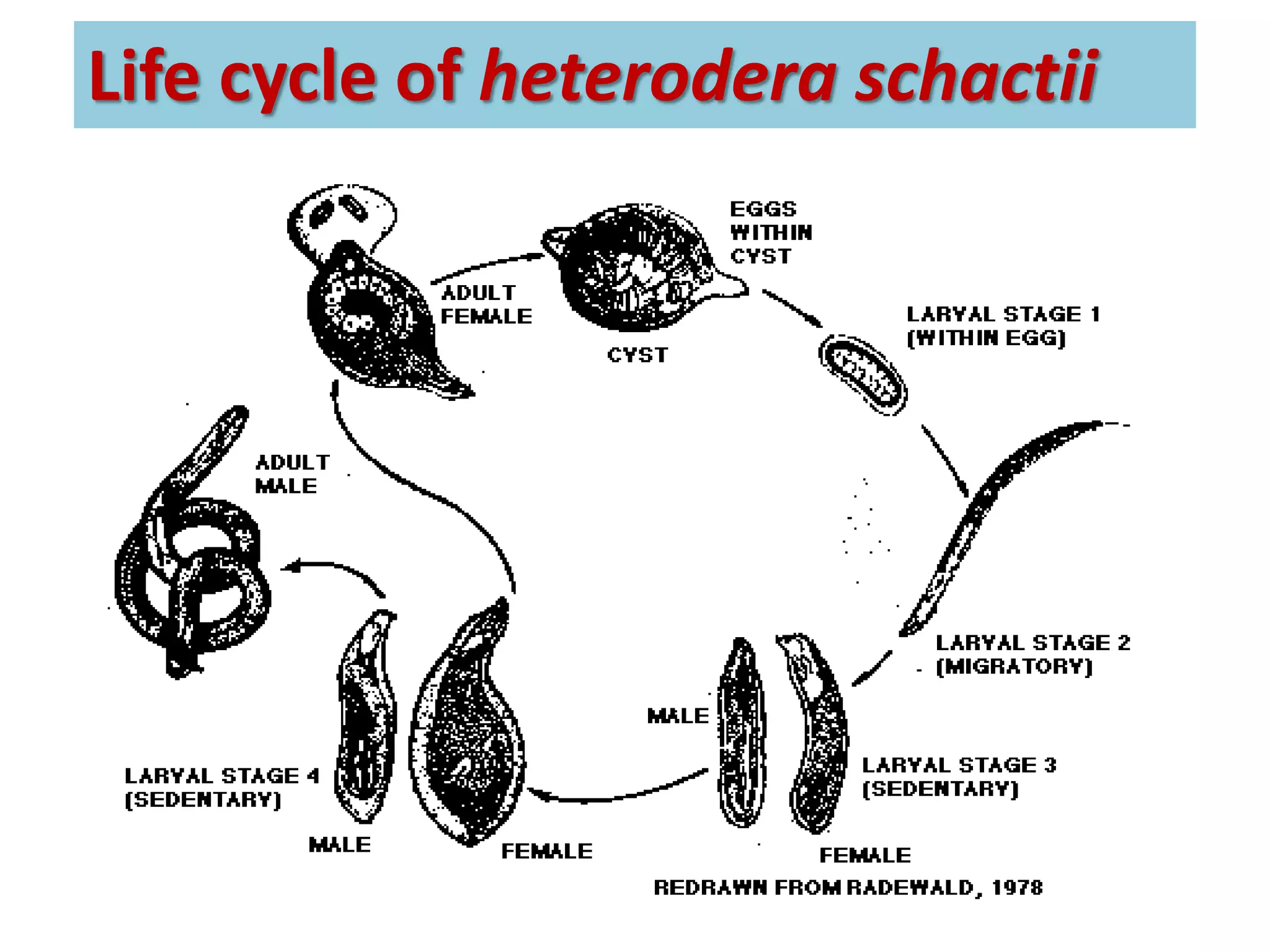 Sugarbeet Cyst Nematode Heterodera schachtii | PPTX | Agriculture ...
