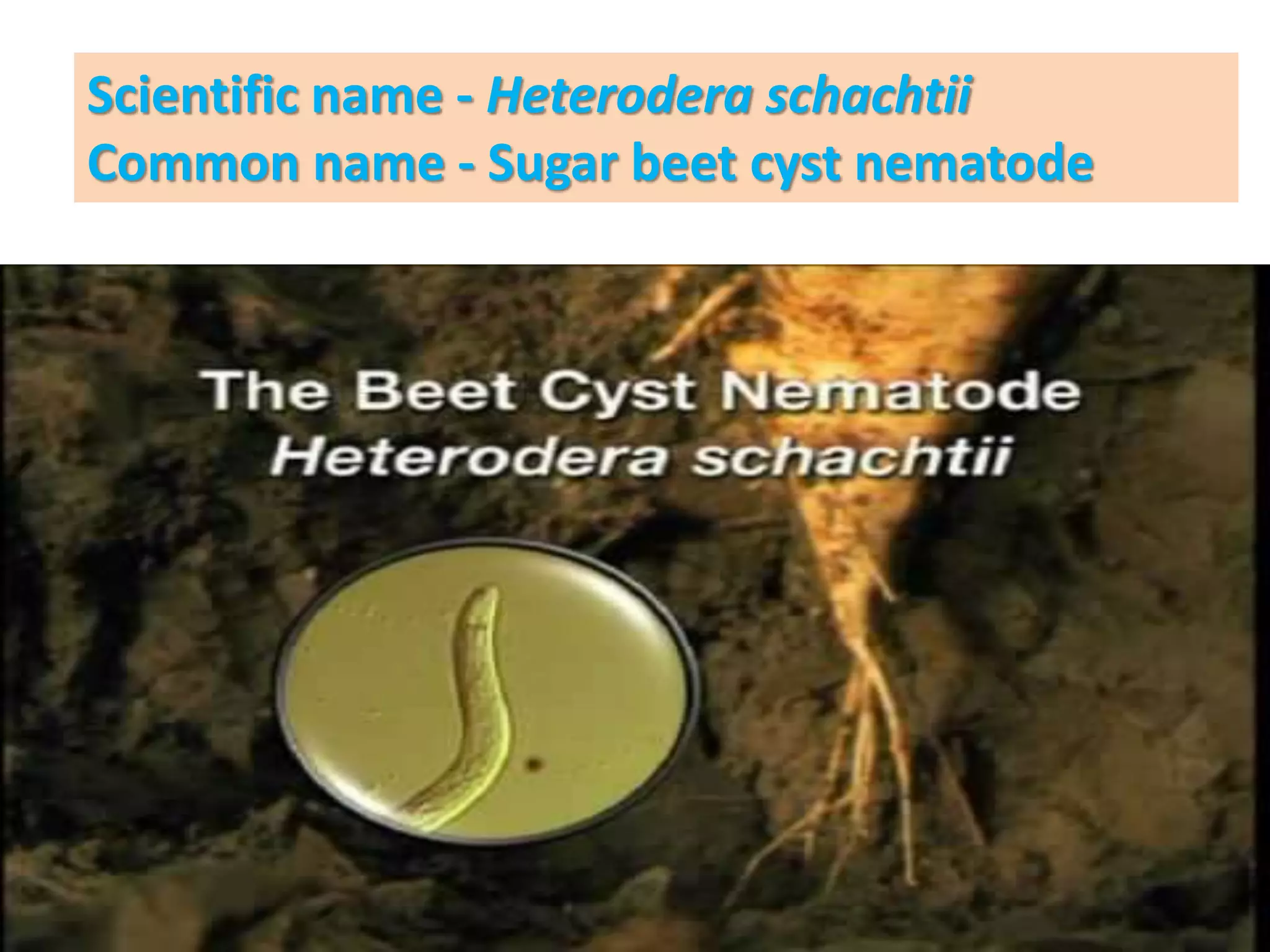 Sugarbeet Cyst Nematode Heterodera schachtii | PPTX | Agriculture ...