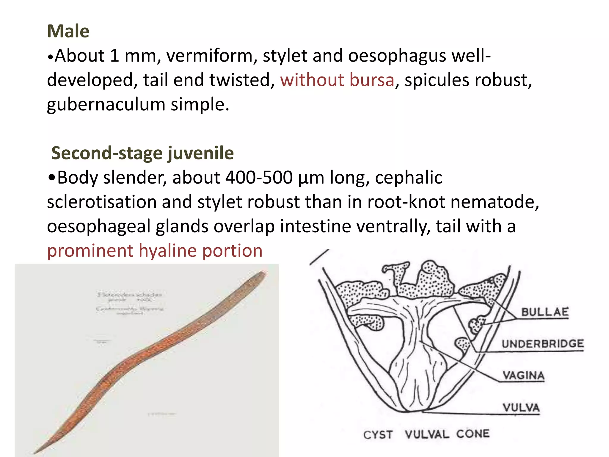 Sugarbeet Cyst Nematode Heterodera schachtii | PPTX | Agriculture ...