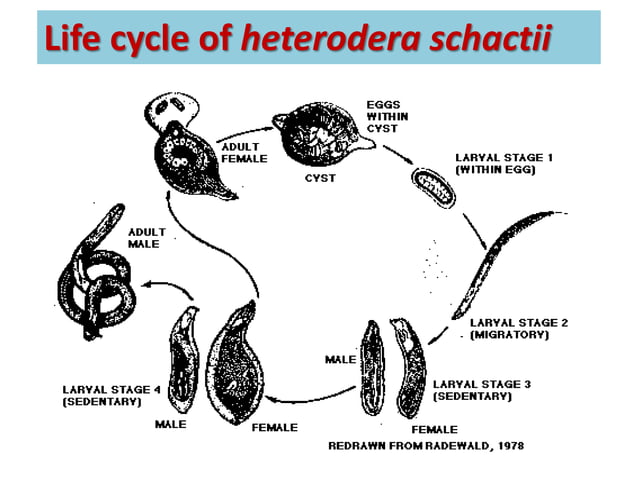 Sugarbeet Cyst Nematode Heterodera schachtii | PPTX | Agriculture ...