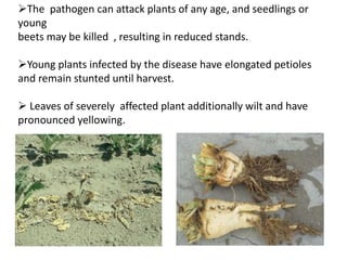 Sugarbeet Cyst Nematode Heterodera schachtii | PPTX | Agriculture ...