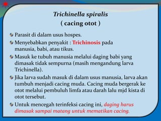 Nemathelminthes | PPTX