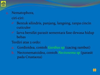 Nemathelminthes | PPT