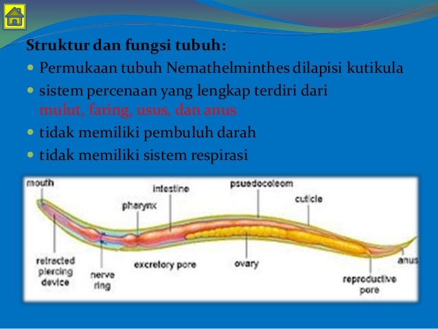 Fungsi Bagian Tubuh Nemathelminthes Nemathelminthes | PPT