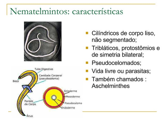 Características dos nematelmintos e principais verminoses | PPT