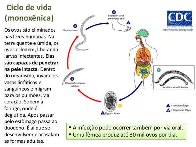 Zoologia: Nematelmintos