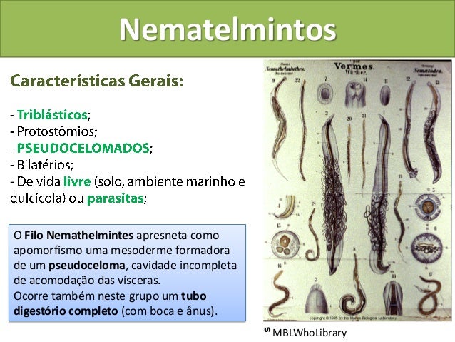 Zoologia: Nematelmintos