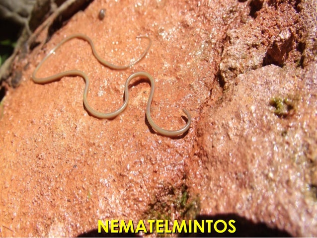 Nematelmintos