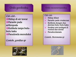 invertebrata Phylum Nemathelmintes | PPT