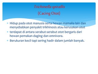 Nemathelmintes power point | PPTX