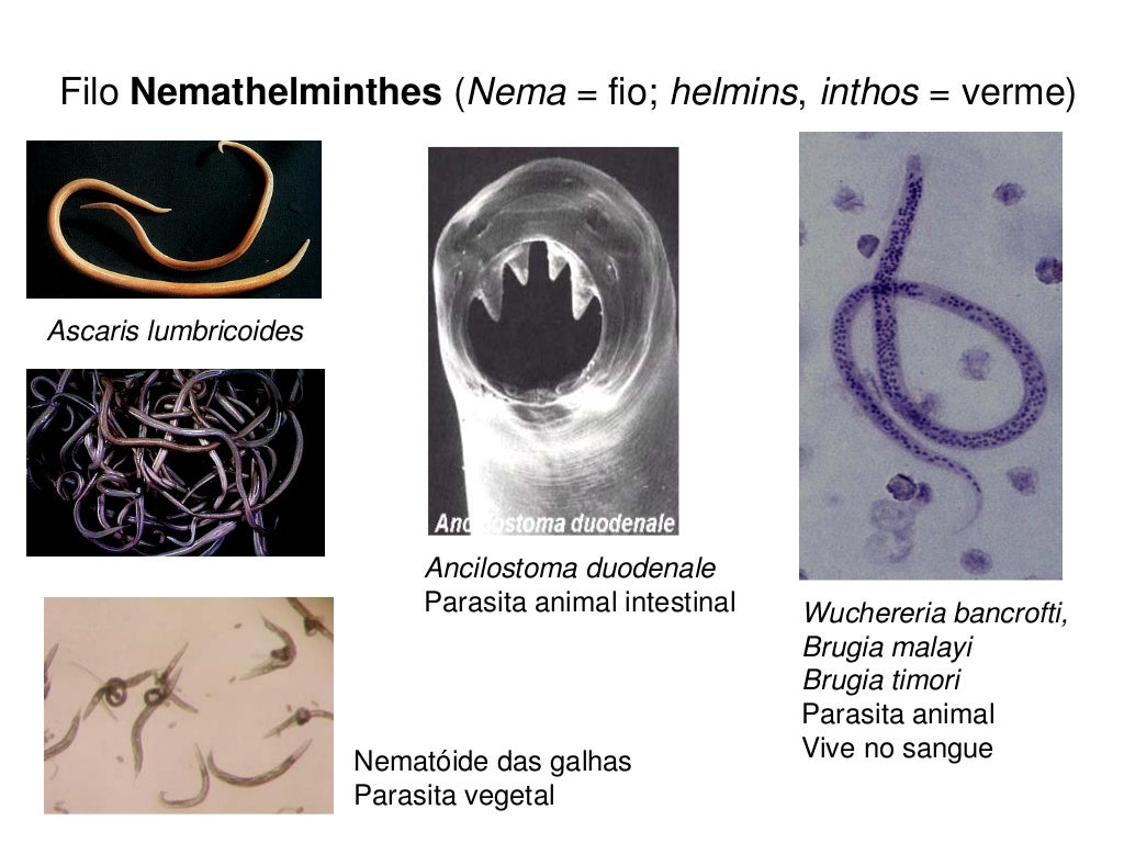 Nemathelminthes