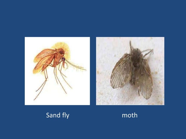 Nematocera | PPTX | Birdwatching | Hobbies & Interests