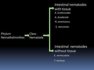 Nematode | PDF