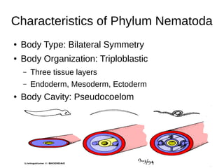 Phylum Nematoda | ODP