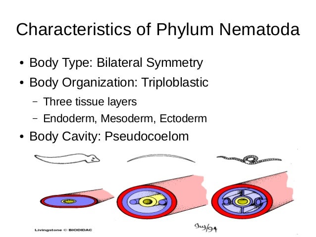 Phylum Nematoda Characteristics