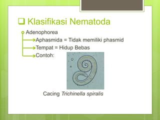 Nematoda | PPTX