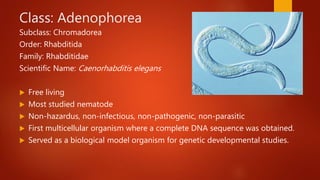 Nematoda | PPT