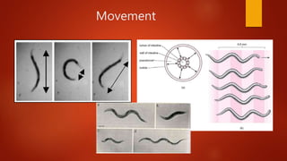 Nematoda | PPTX