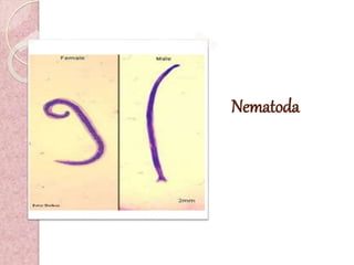Nematoda | PPTX