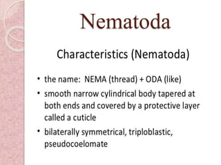 Nematoda | PPTX
